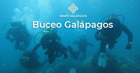 Tours de Buceo Galápagos.