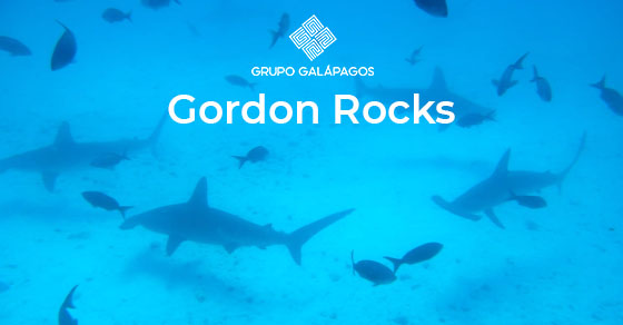 Gordon Rocks | Diving Trips Galapagos.